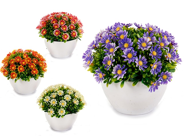 Flower Plant Daisy Flower - 4 Assorted Colours - Eurocity